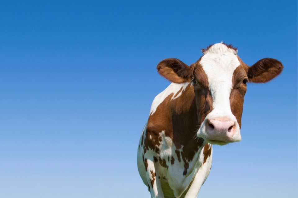 VMD’s PATH-SAFE project – an update on AMR surveillance – Veterinary ...