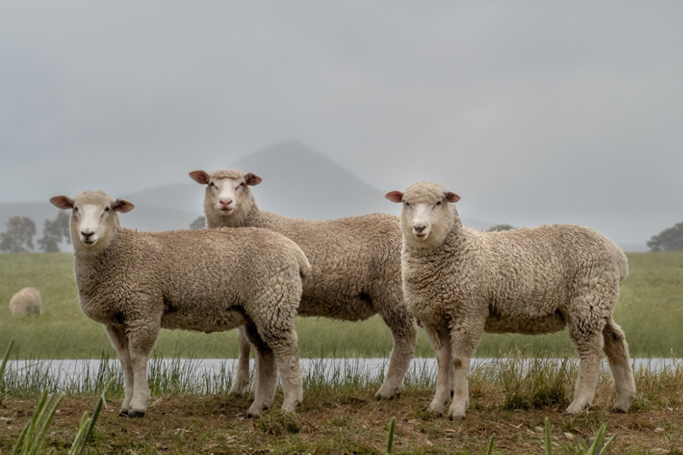 VMD’s PATH-SAFE project – an update on AMR surveillance – Veterinary ...