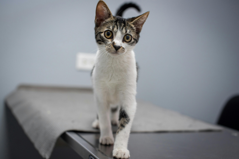 Authorised veterinary medicines and the flexibility of the prescribing ...