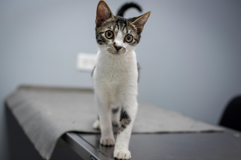 Authorised veterinary medicines and the flexibility of the prescribing ...