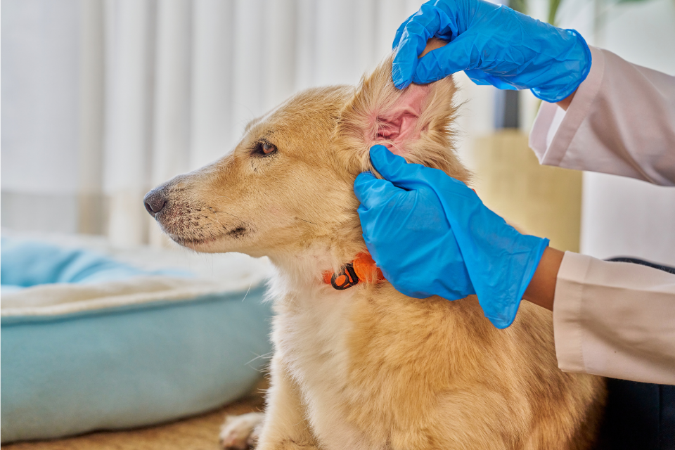 Authorised veterinary medicines and the flexibility of the prescribing ...